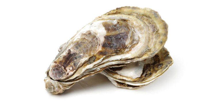 Eastern Oyster - CAT-Center for Aquaculture Technologies