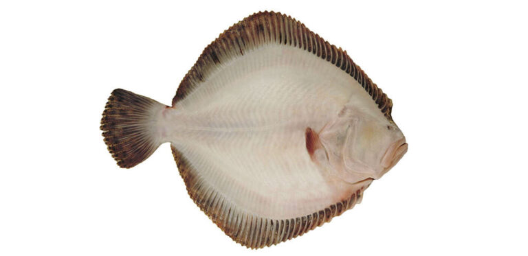 Atlantic Halibut - CAT-Center for Aquaculture Technologies