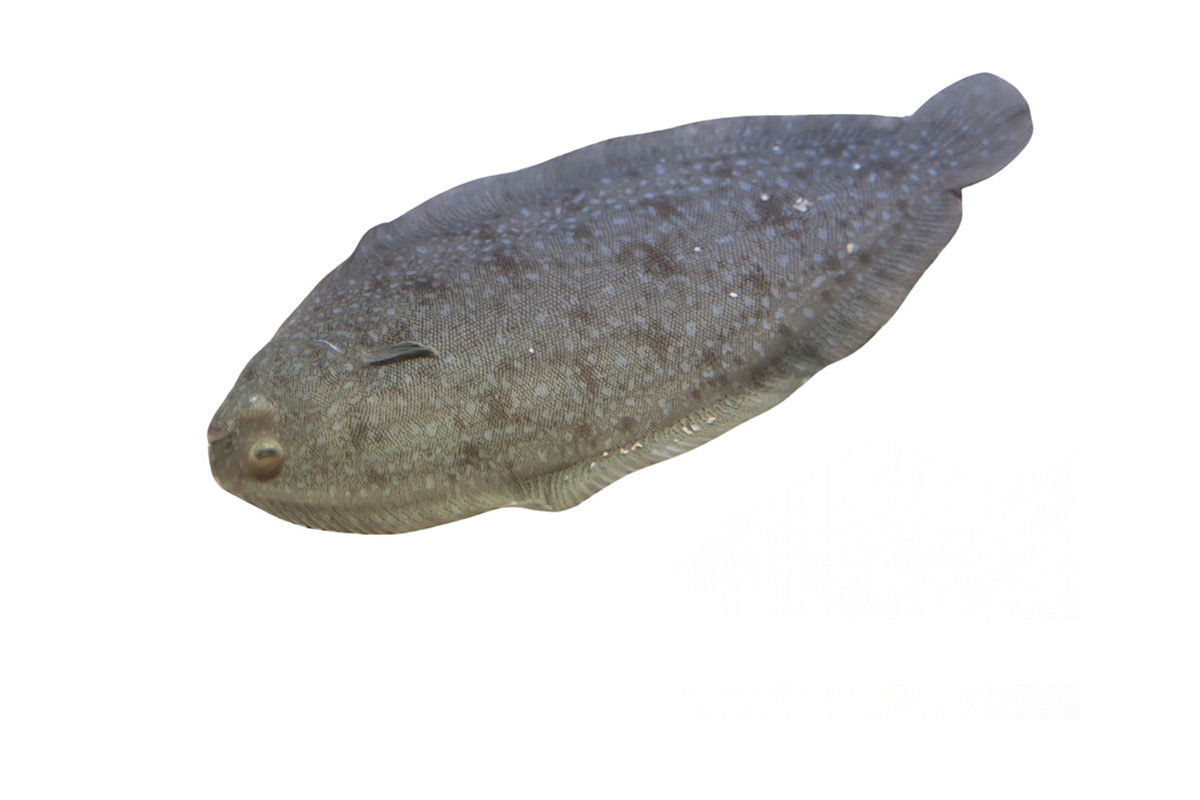 Senegalese Sole - CAT-Center for Aquaculture Technologies