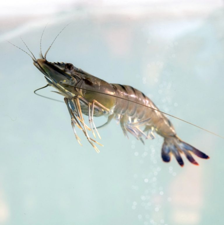 The Center for Aquaculture Technologies (CAT) Launches New Low-Density ...